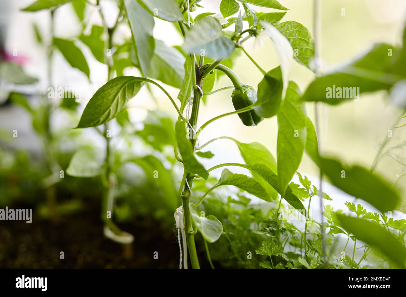 Green peppers grows in a greenhouse. Growing fresh vegetables at farm Stock Photo - Alamy