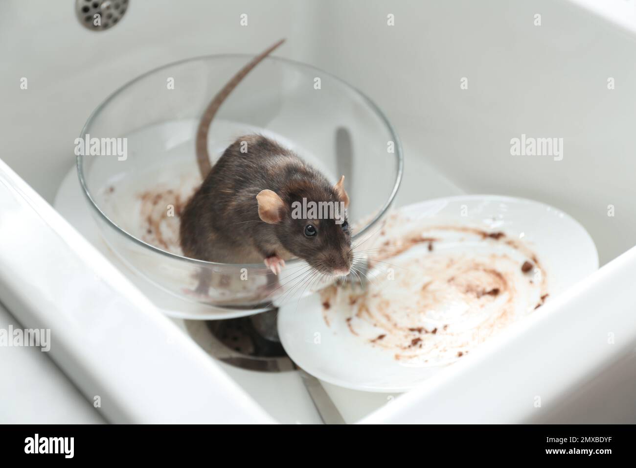 Rat and dirty dishes in kitchen sink. Pest control Stock Photo - Alamy