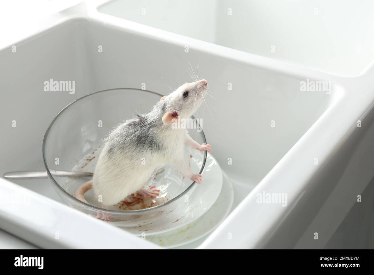 Rat and dirty dishes in kitchen sink. Pest control Stock Photo - Alamy