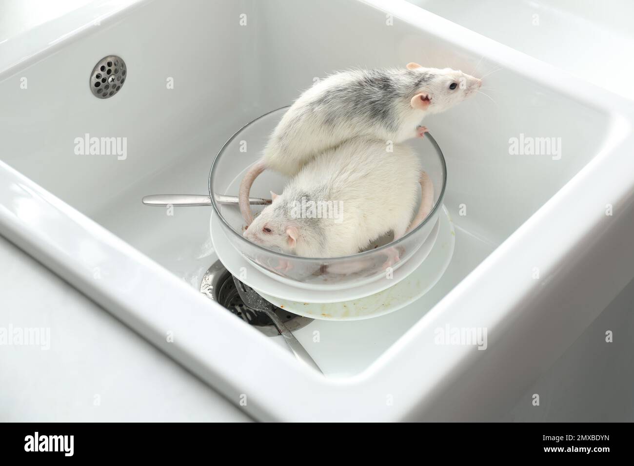 Rats and dirty dishes in kitchen sink. Pest control Stock Photo - Alamy
