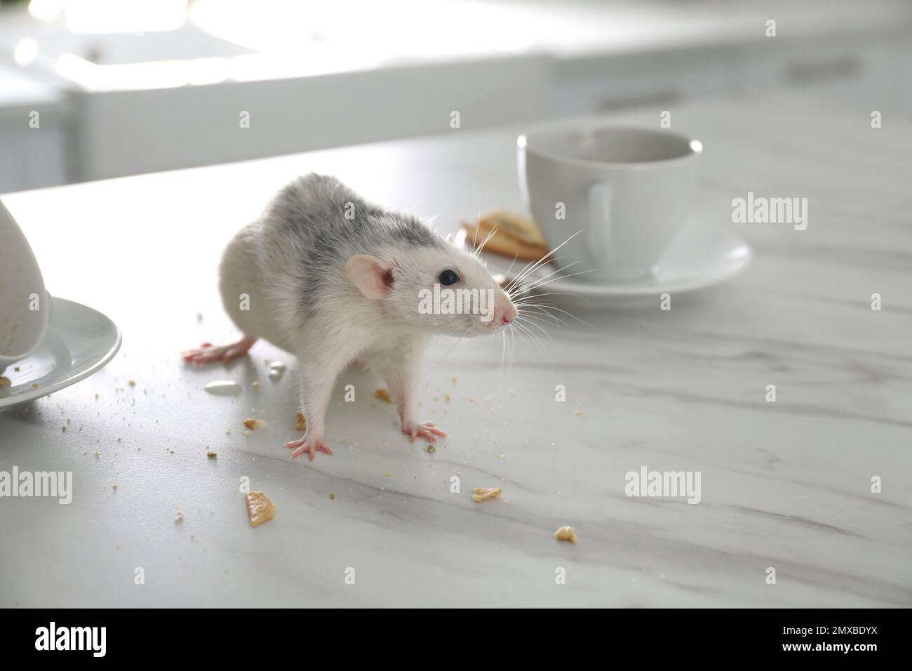 Dirty dishes on counter hi-res stock photography and images - Alamy