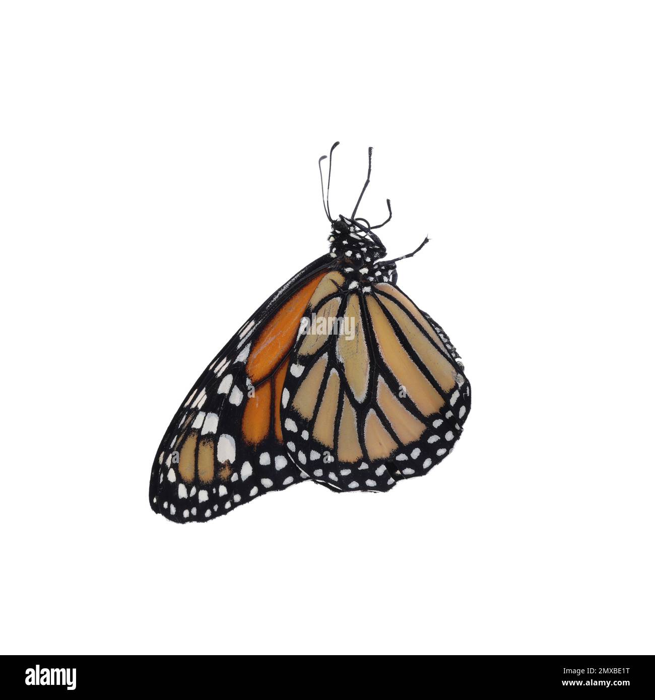 Monarch wilderness Cut Out Stock Images & Pictures - Alamy
