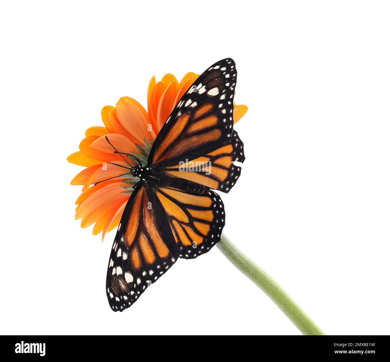 Monarch butterfly with flower Cut Out Stock Images & Pictures - Alamy