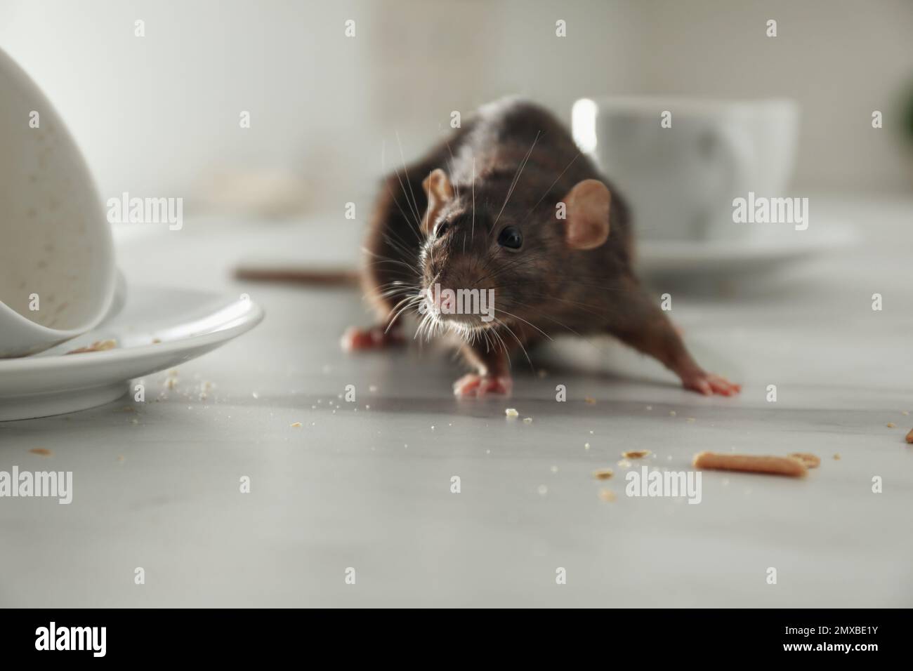 Dirty dishes on counter hi-res stock photography and images - Alamy