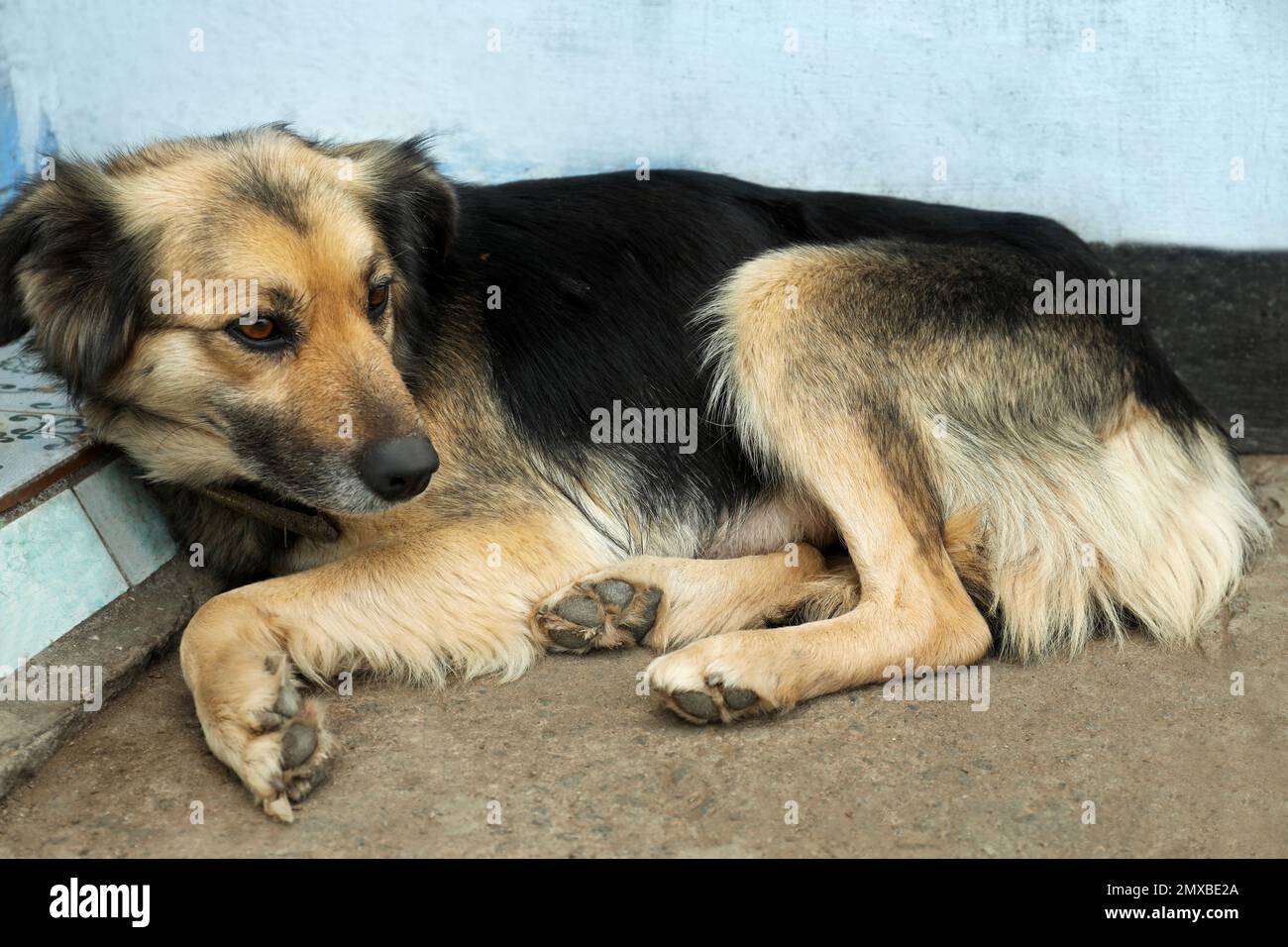 Sad homeless dog lying outdoors. Stray animal Stock Photo - Alamy