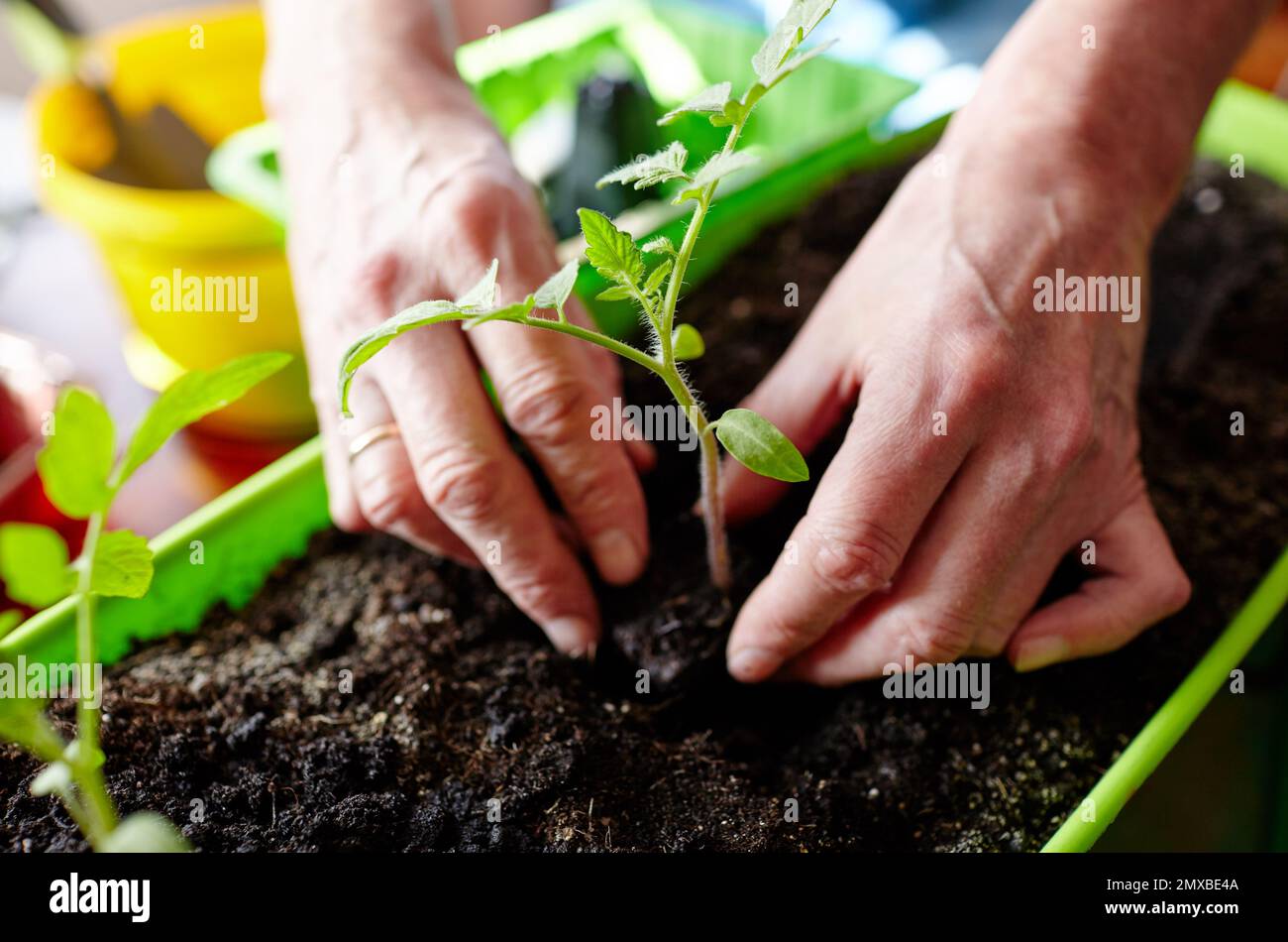 Old man gardening in home greenhouse. Men's hands planting tomato ...