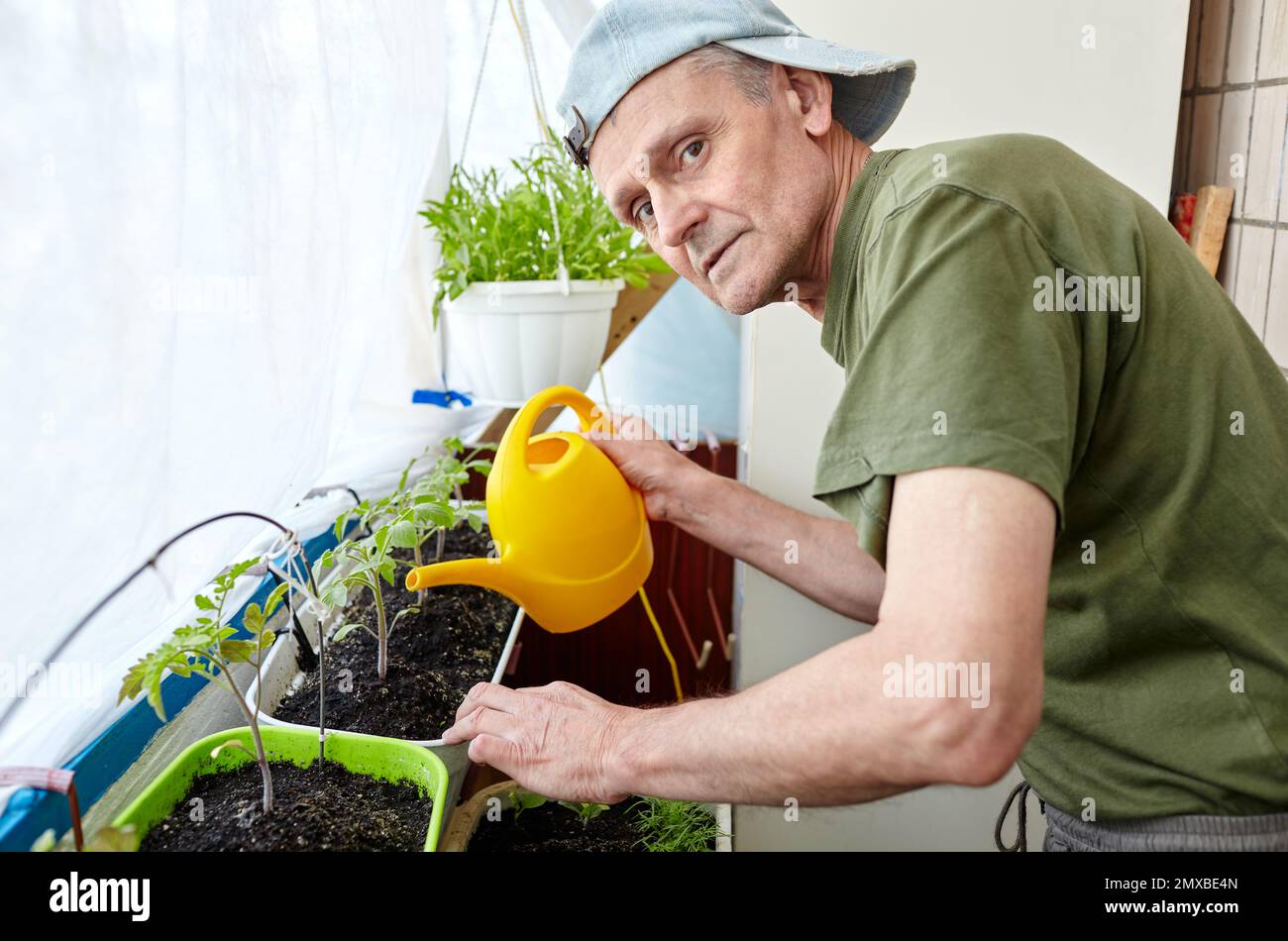 Old man gardening in home greenhouse. Men's hands hold watering can and ...