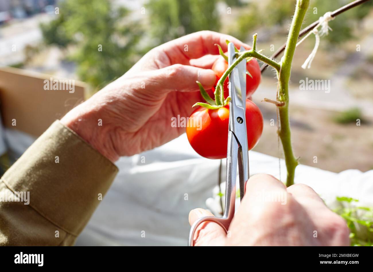 Men's hands harvests cuts the tomato plant with scissors. Farmer man ...