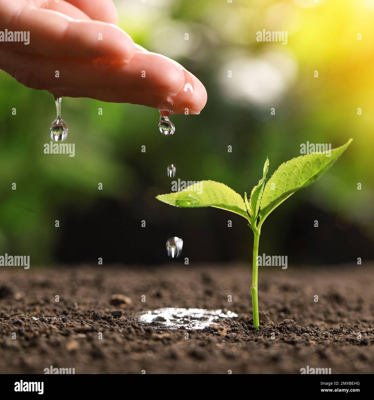 Woman pouring water on young seedling, closeup. Planting tree Stock ...