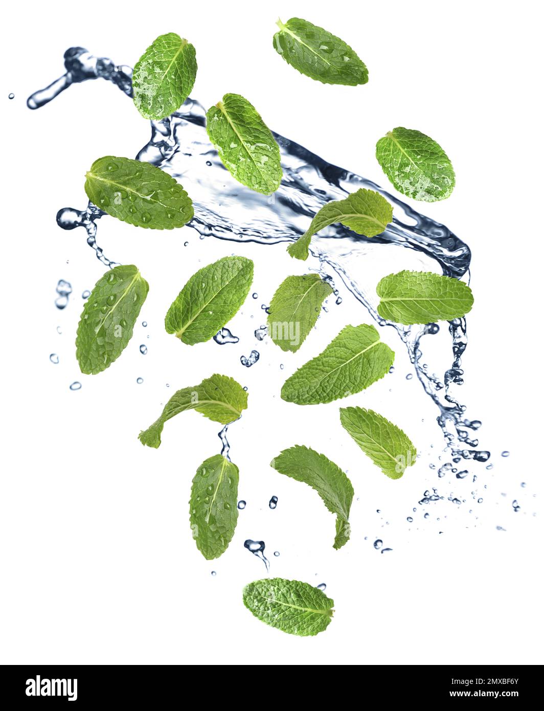 Set of flying green mint leaves with splash of water on white ...