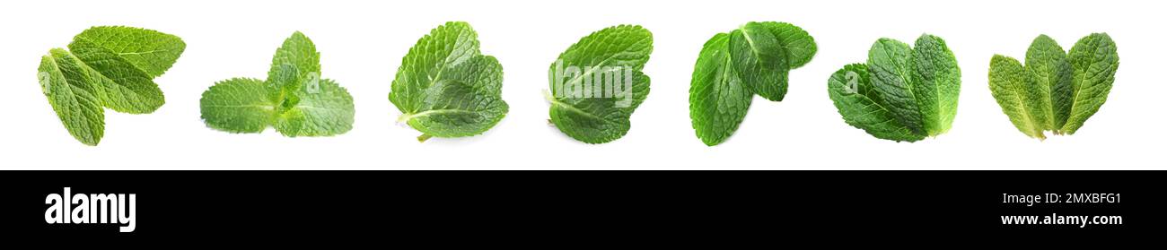 Set with green leaves of fresh mint on white background. Banner design ...