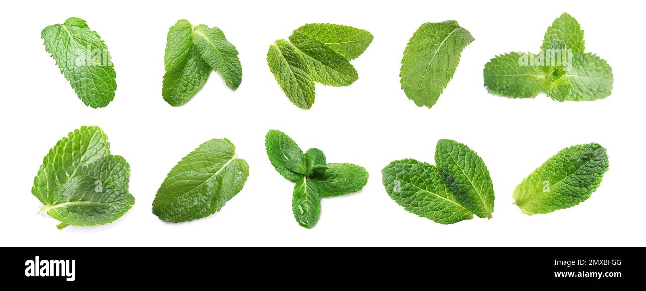 Set with green leaves of fresh mint on white background. Banner design ...