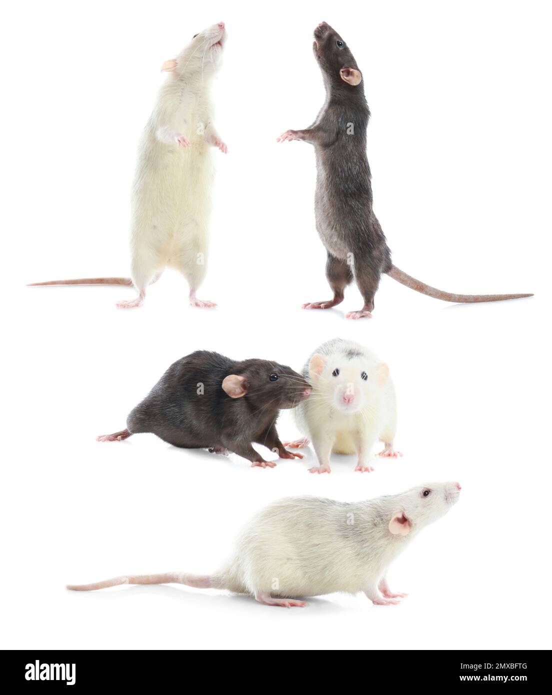 Set of cute little rats on white background Stock Photo - Alamy
