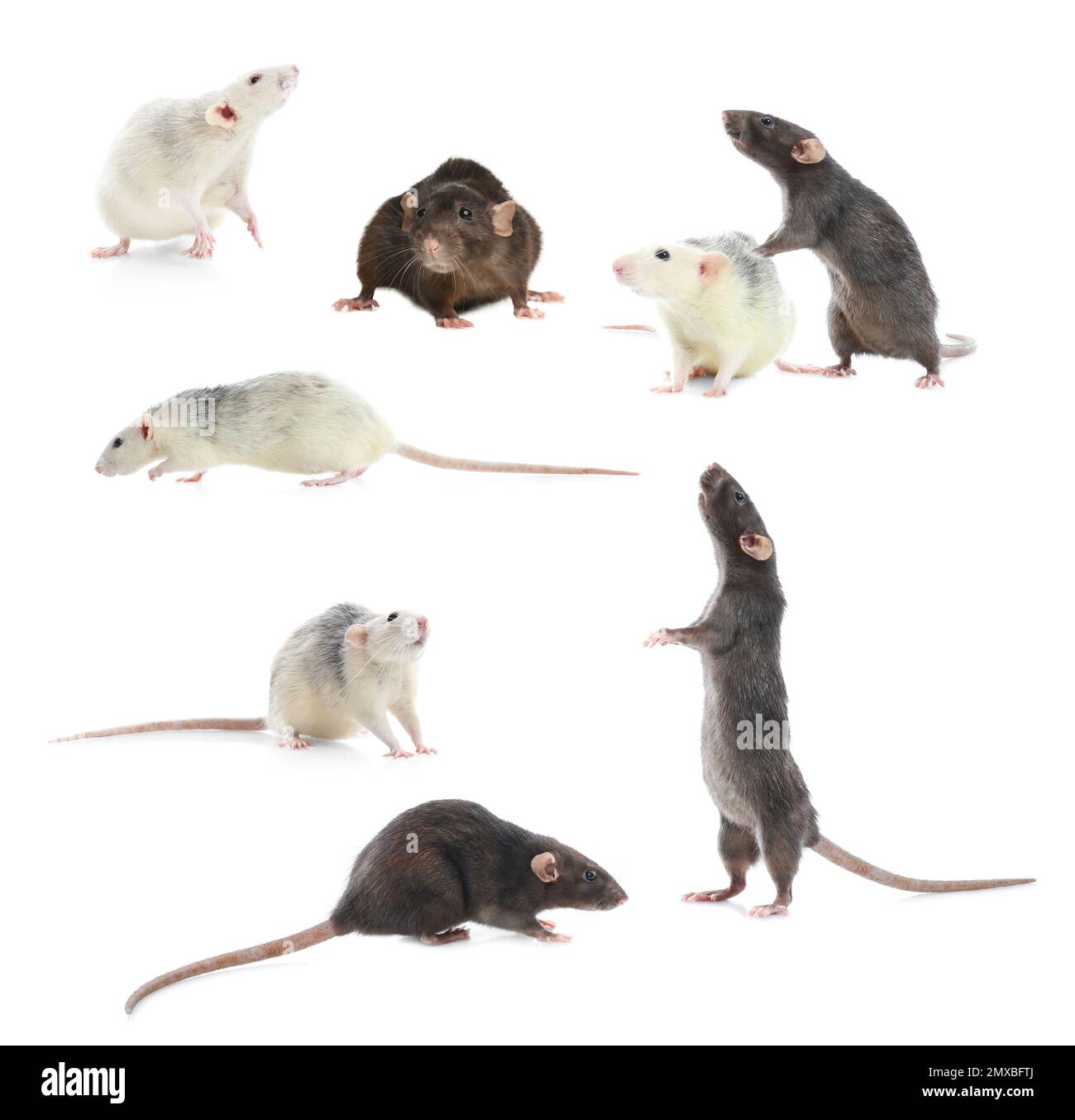 Set of cute little rats on white background Stock Photo - Alamy