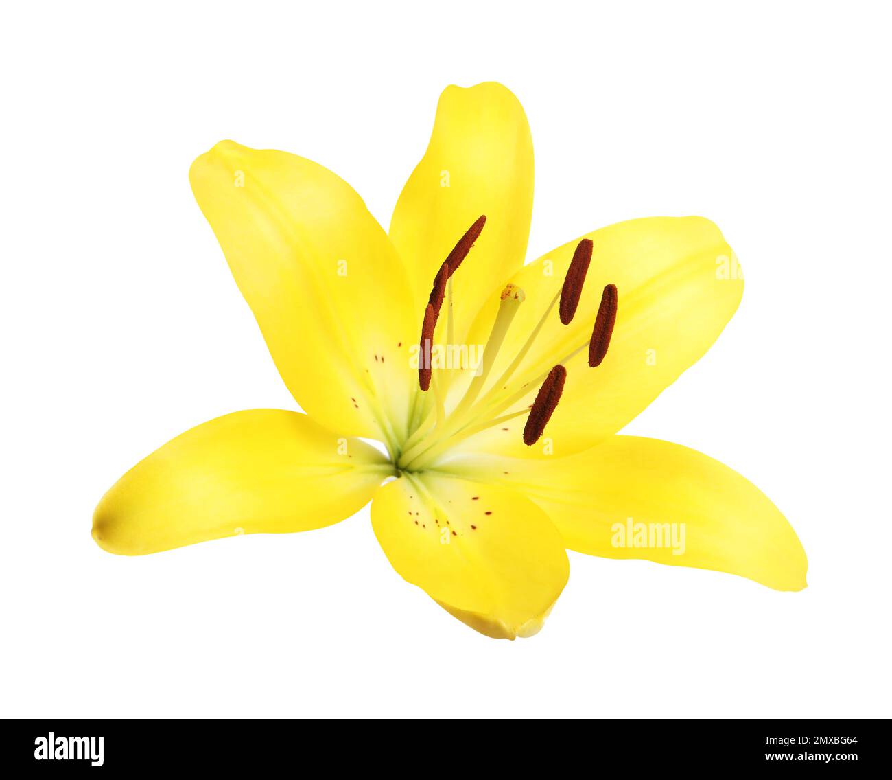 Beautiful blooming yellow lily flower isolated on white Stock Photo - Alamy