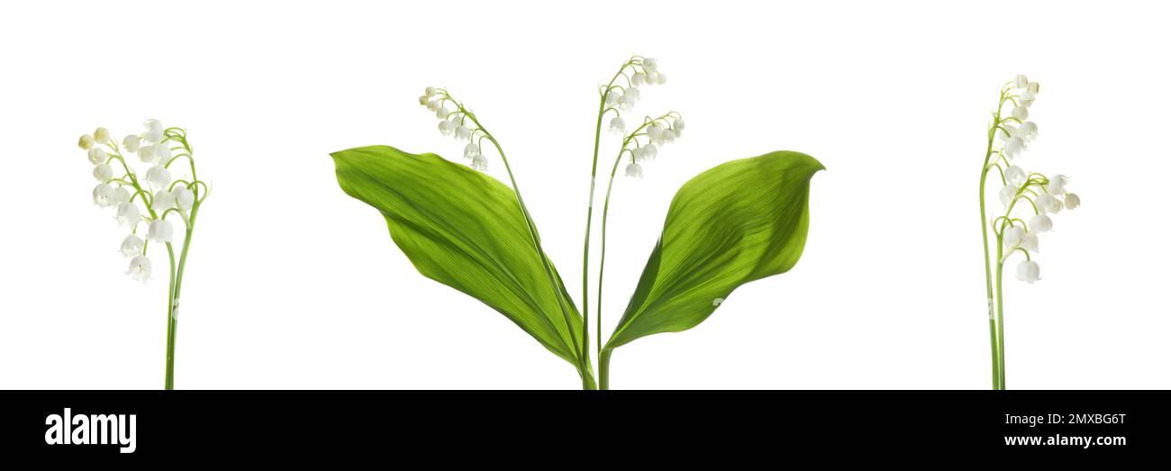 Collage with beautiful lilies of the valley on white background. Banner ...