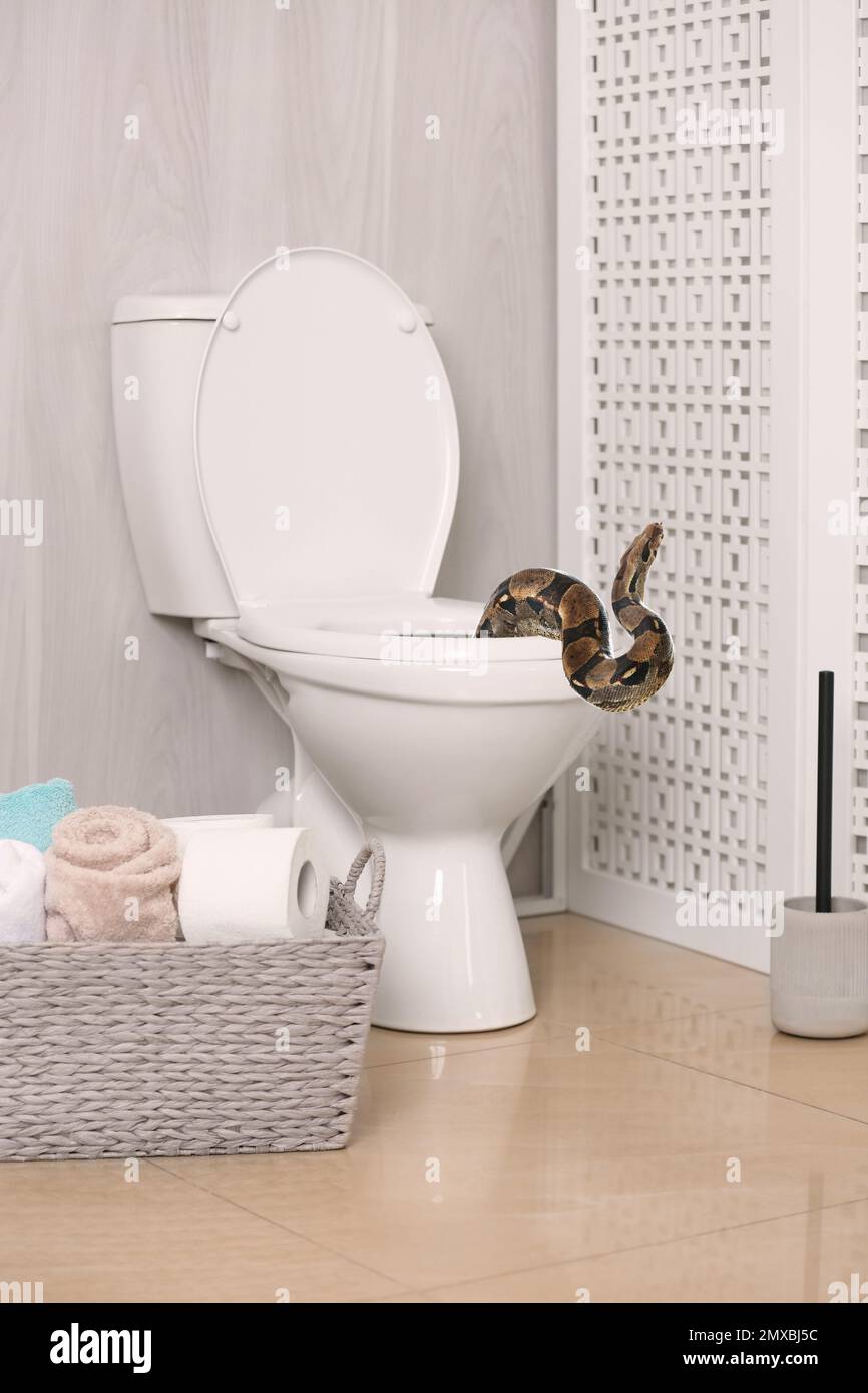 Brown boa constrictor crawling out from toilet bowl in bathroom Stock ...