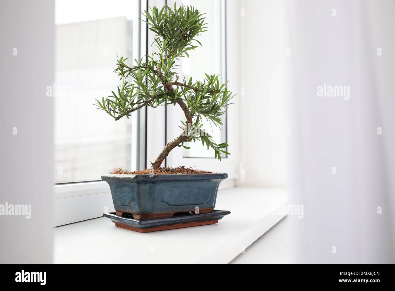 Japanese bonsai plant on window sill. Creating zen atmosphere at home Stock Photo - Alamy
