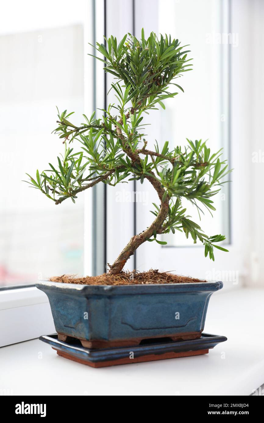 Japanese bonsai plant on window sill. Creating zen atmosphere at home ...