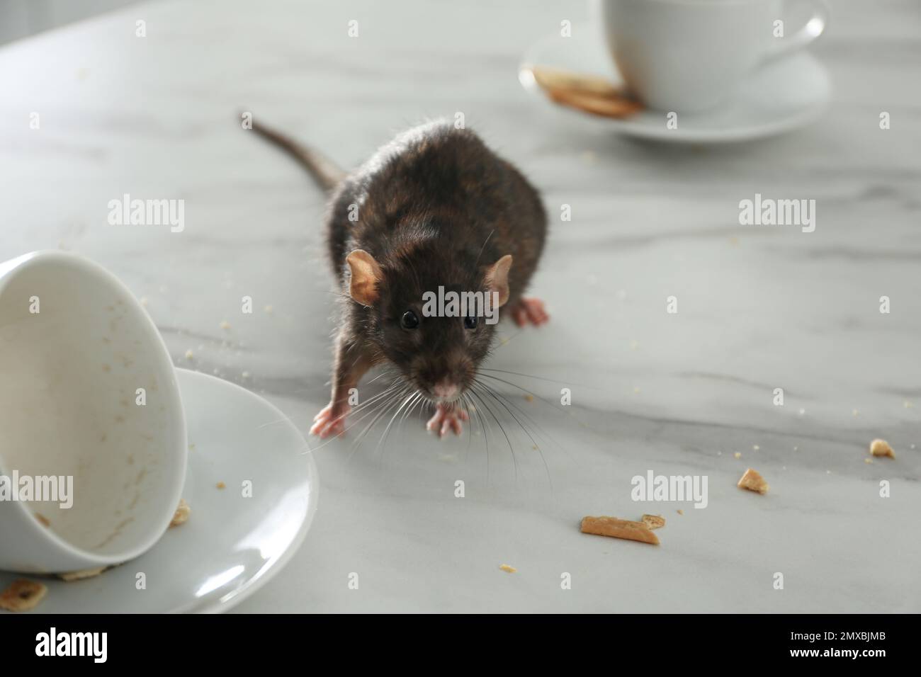 Dirty dishes on counter hi-res stock photography and images - Alamy