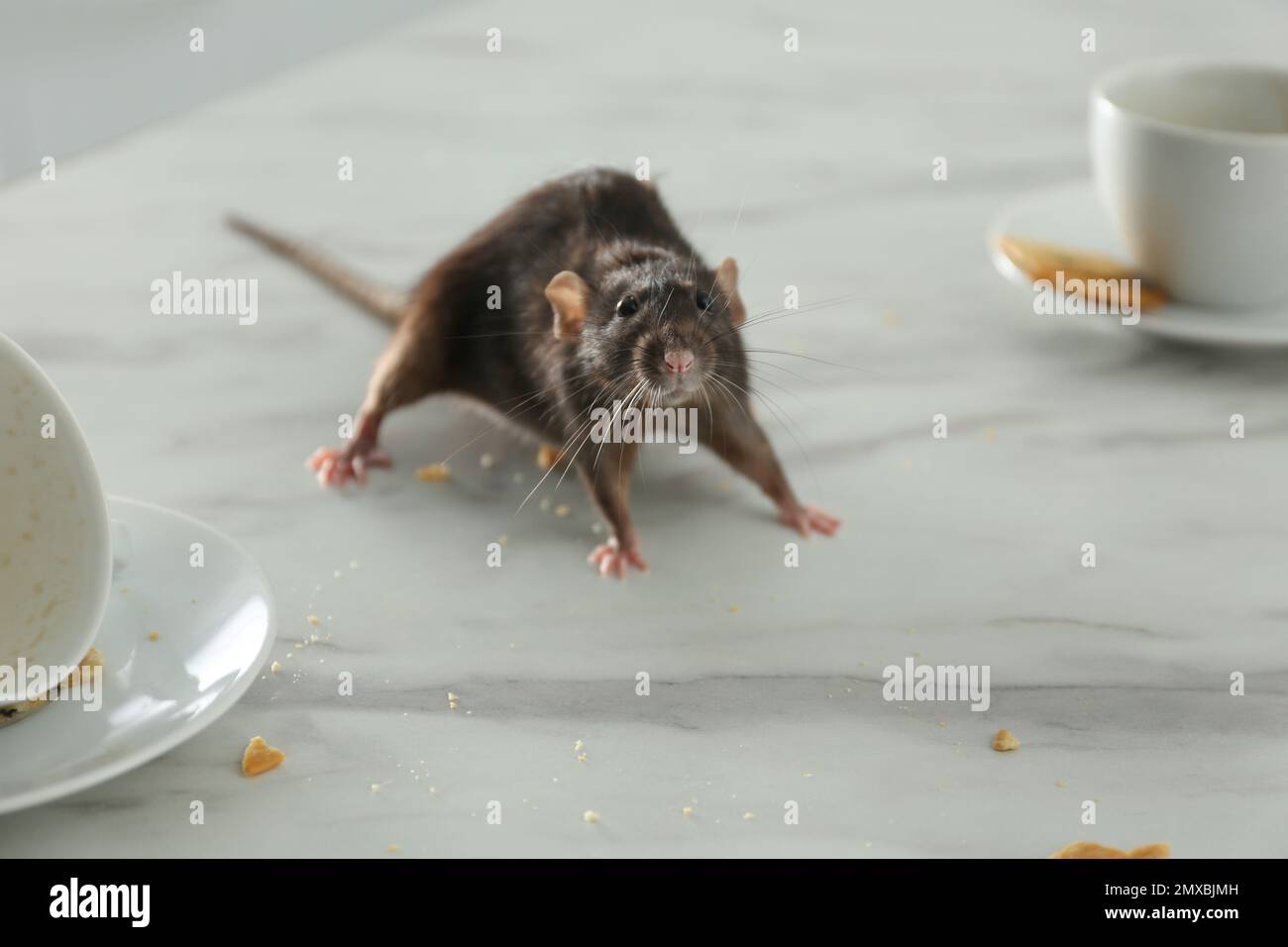 Dirty dishes on counter hi-res stock photography and images - Alamy