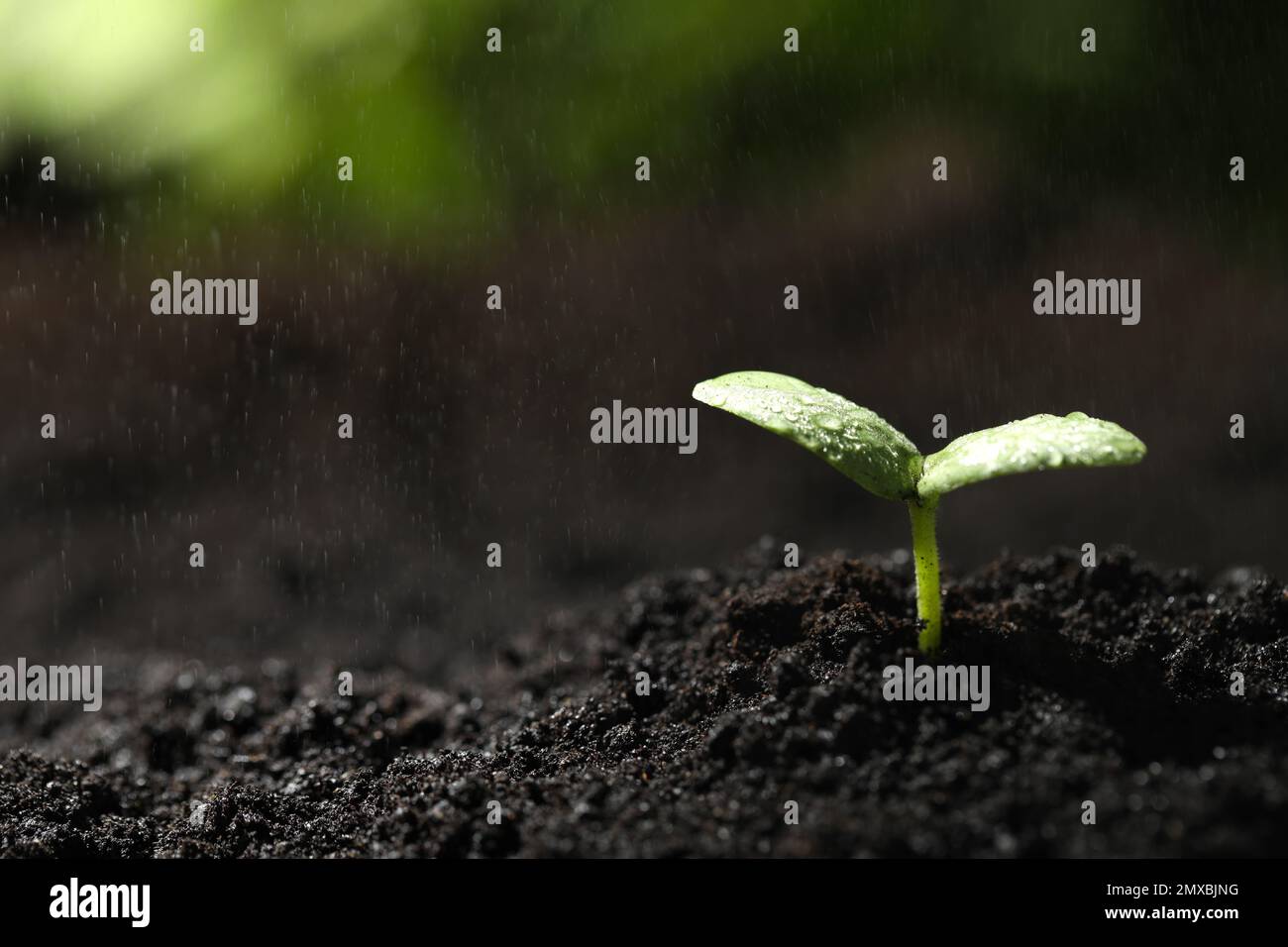 Young seedling in fertile soil under rain. Space for text Stock Photo ...