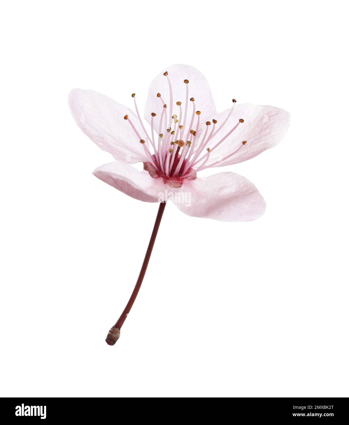 Cherry blossom fruit blossom prunus Cut Out Stock Images & Pictures - Alamy