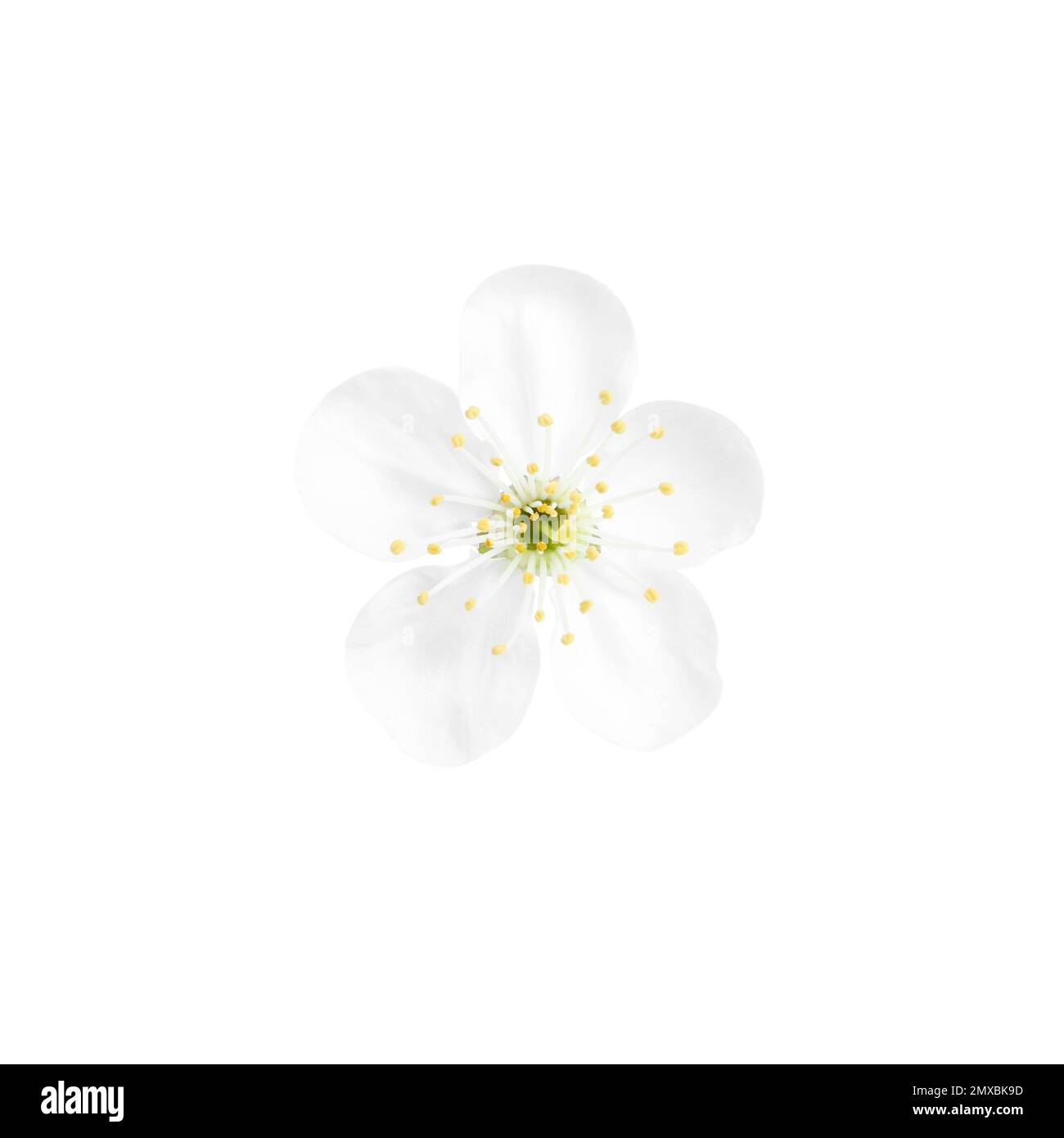 Beautiful tree blossom isolated on white. Spring season Stock Photo - Alamy