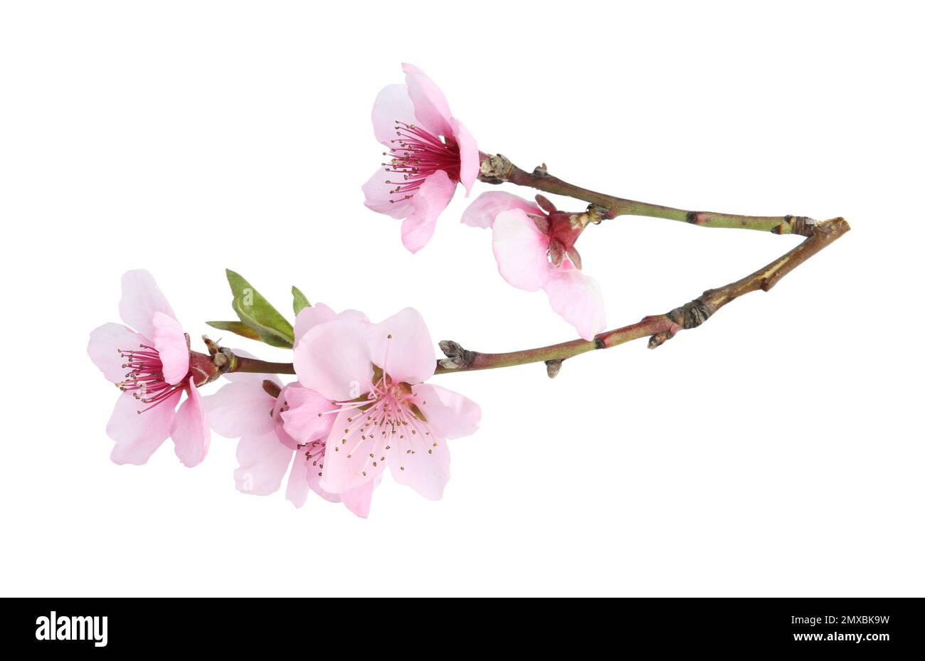 Tree branch with blossom isolated on white. Spring season Stock Photo ...