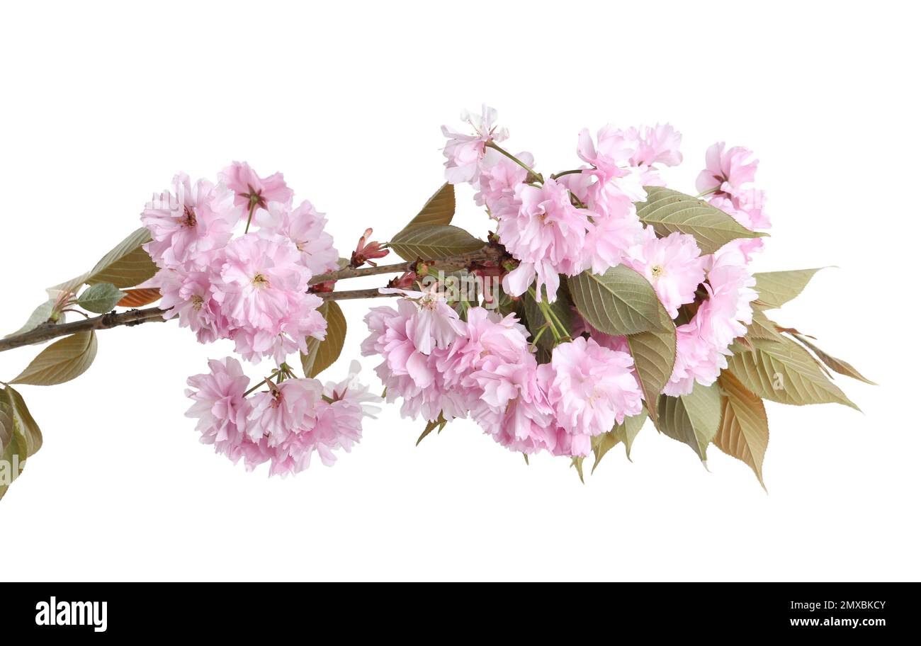 Sakura tree branch with beautiful blossom on white background. Japanese ...
