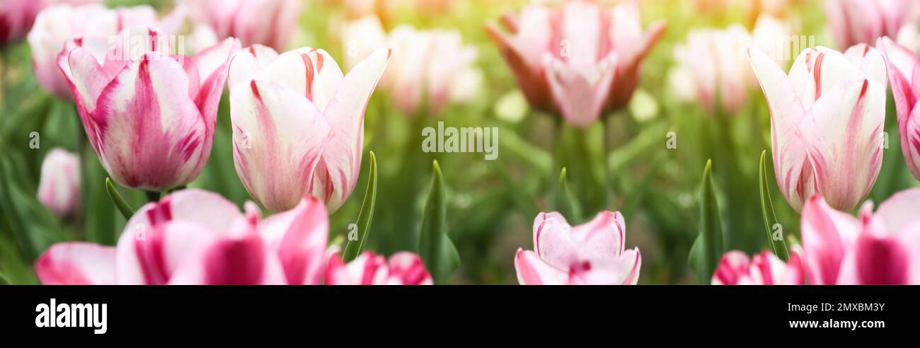 Beautiful blooming tulips outdoors on spring day. Horizontal banner ...