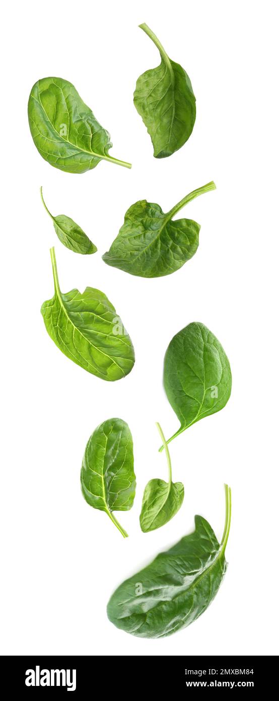 Set with fresh green spinach leaves falling on white background Stock ...