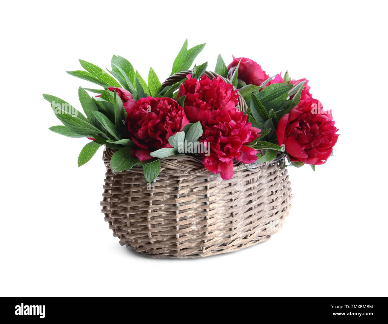 Bouquet of beautiful red peonies in wicker basket isolated on white ...