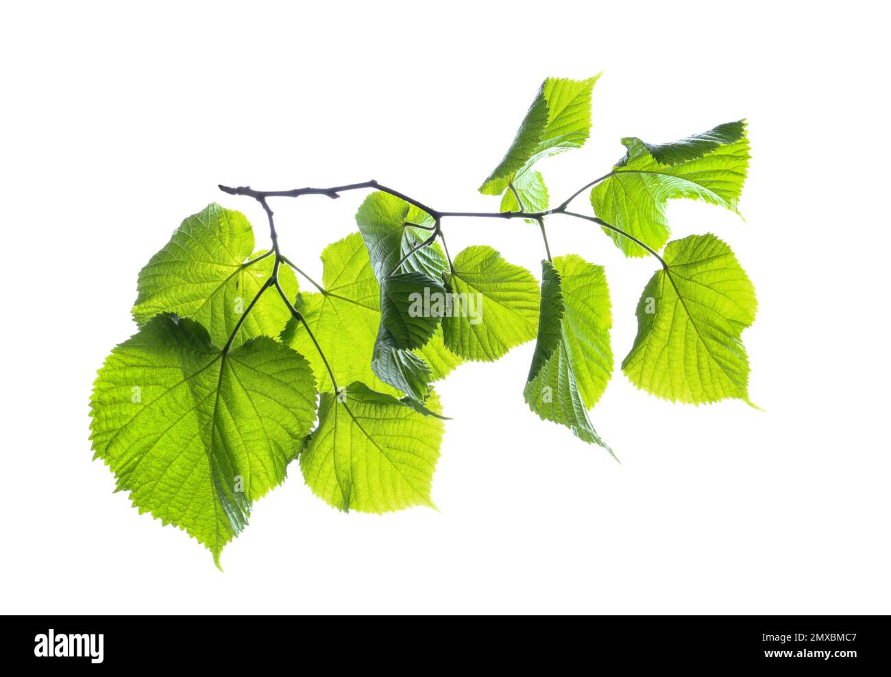 Branch of linden tree with young fresh green leaves isolated on white ...