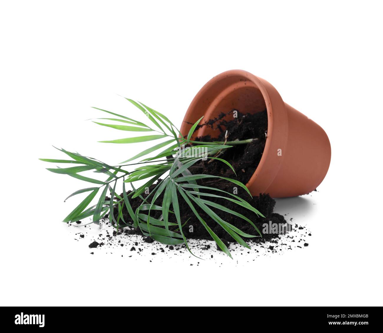 Overturned terracotta flower pot with soil and plant isolated on white ...
