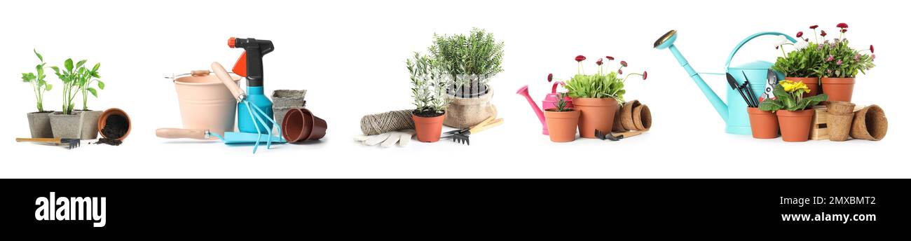 Set of different seedlings and gardening tools on white background ...