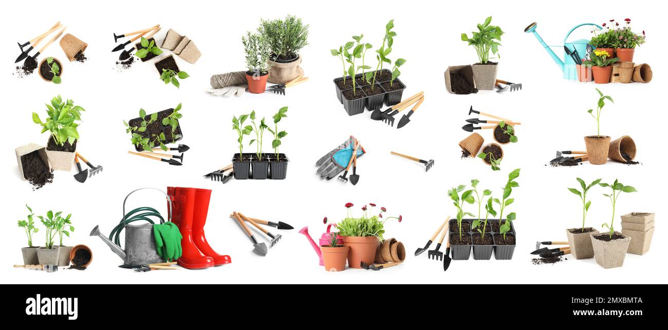 Set of different seedlings and gardening tools on white background ...