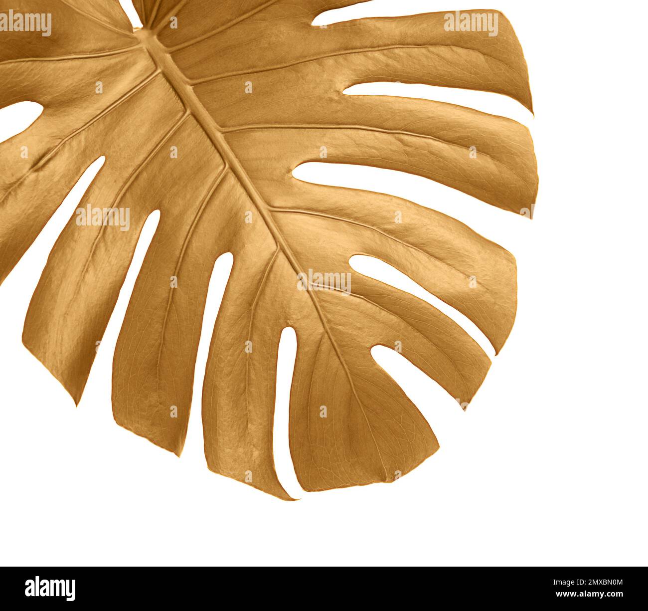 Golden tropical leaf hi-res stock photography and images - Alamy