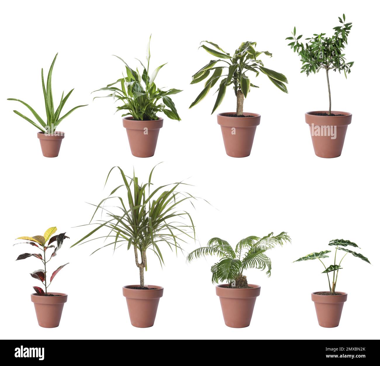 Set of different houseplants in flower pots on white background Stock ...