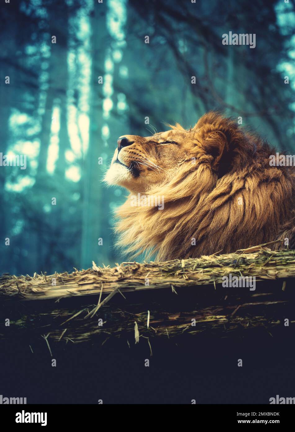 The lion rests and senses the rays of the sun, the best photo Stock ...