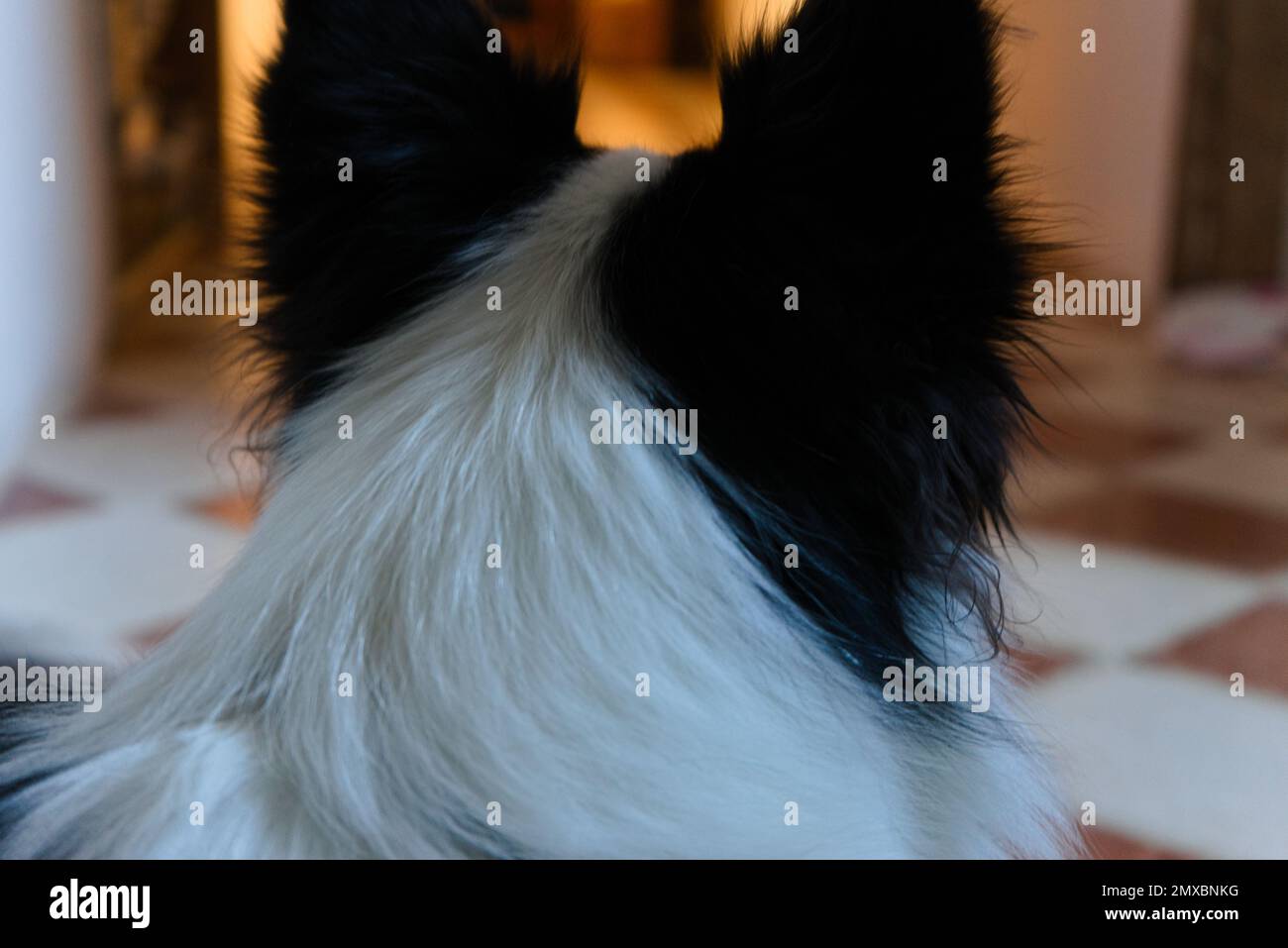 View of back of head of Border Collie sheep dog sitting on red and ...