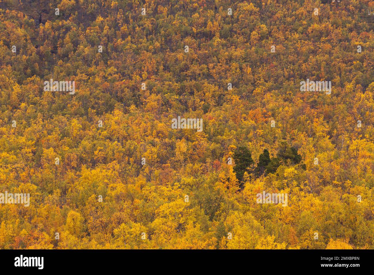 Colorful autumn wood, forest in the mountain taiga, Betula pubescens ...