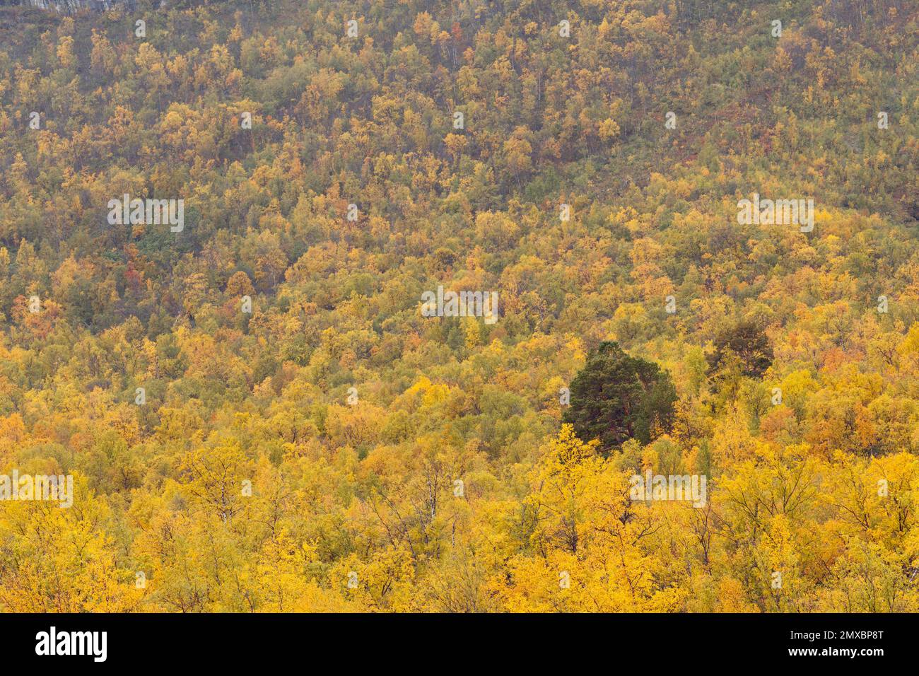 Colorful autumn wood, forest in the mountain taiga, Betula pubescens ...