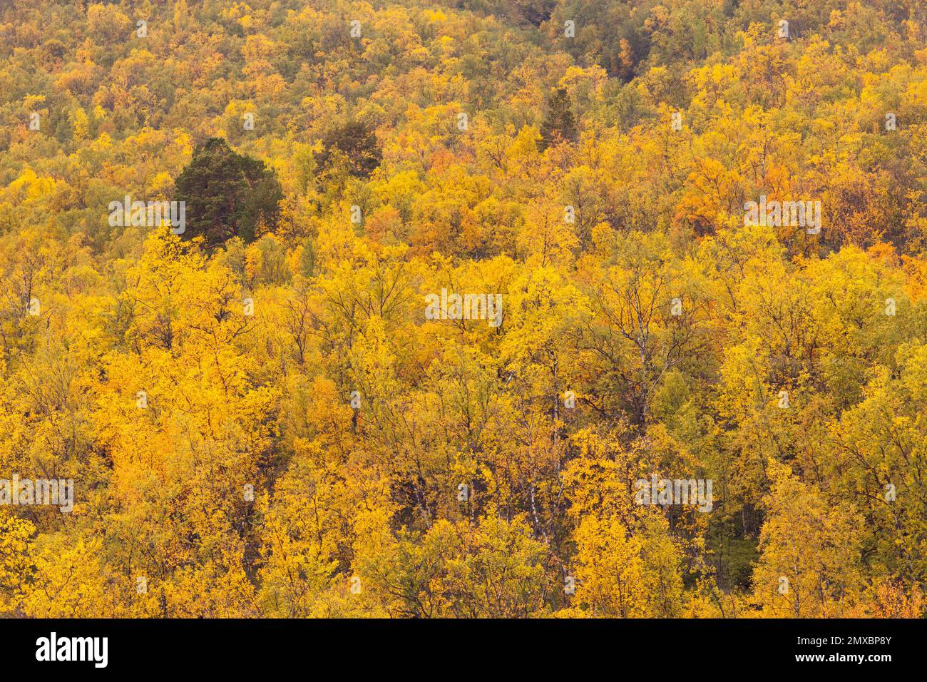Colorful autumn wood, forest in the mountain taiga, Betula pubescens ...