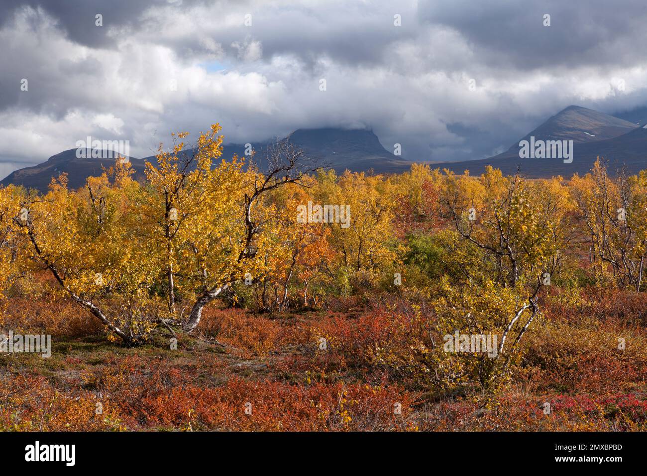 Colorful autumn, wood, trees, and colored leaves in the mountain ...