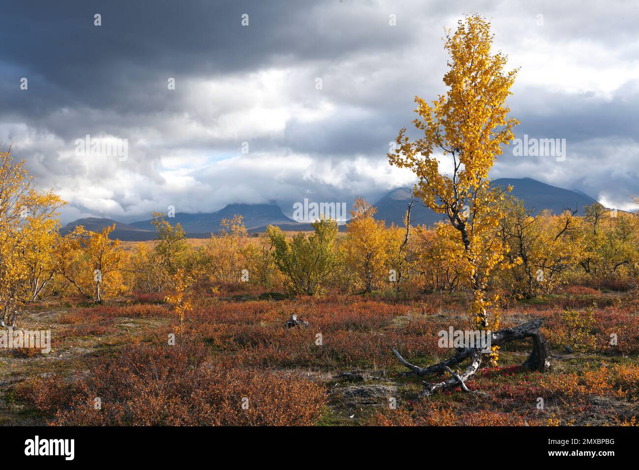 Colorful autumn, wood, trees, and colored leaves in the mountain ...