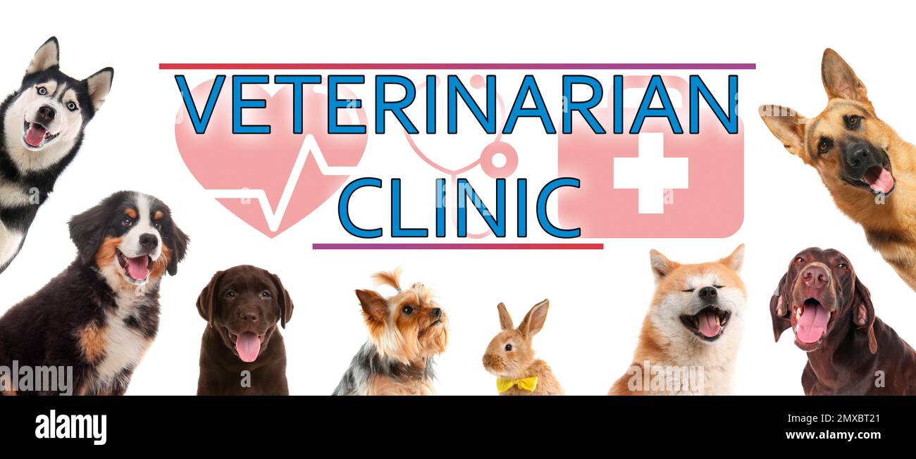 Collage with different cute pets and text VETERINARIAN CLINIC on white ...