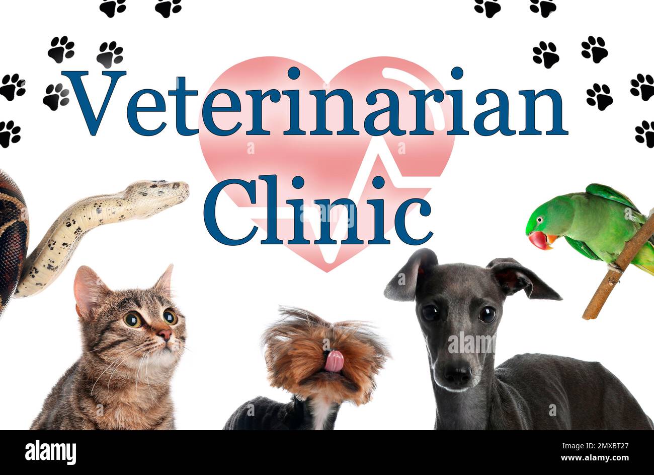 Collage with different cute pets and text Veterinarian Clinic on white ...