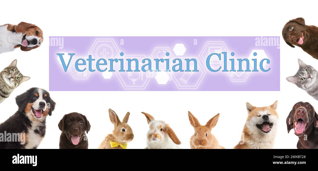 Collage with different cute pets and text Veterinarian Clinic on white ...