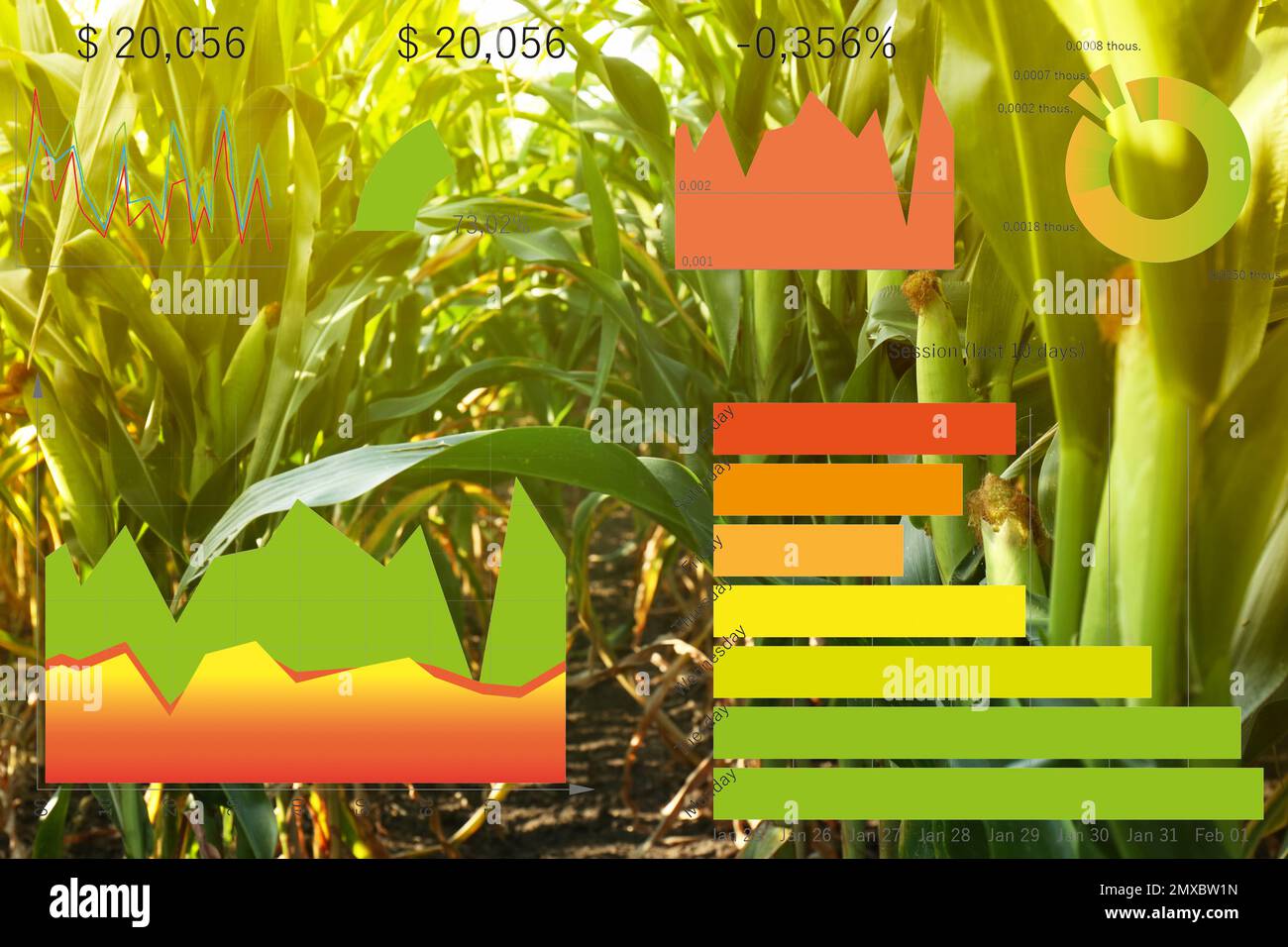 Modern agriculture. Ripe corn cobs in field and charts Stock Photo - Alamy